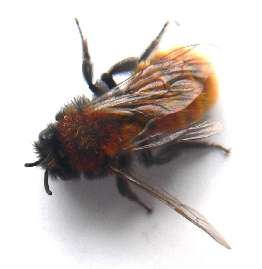 Diptera.info - Discussion Forum: A bee